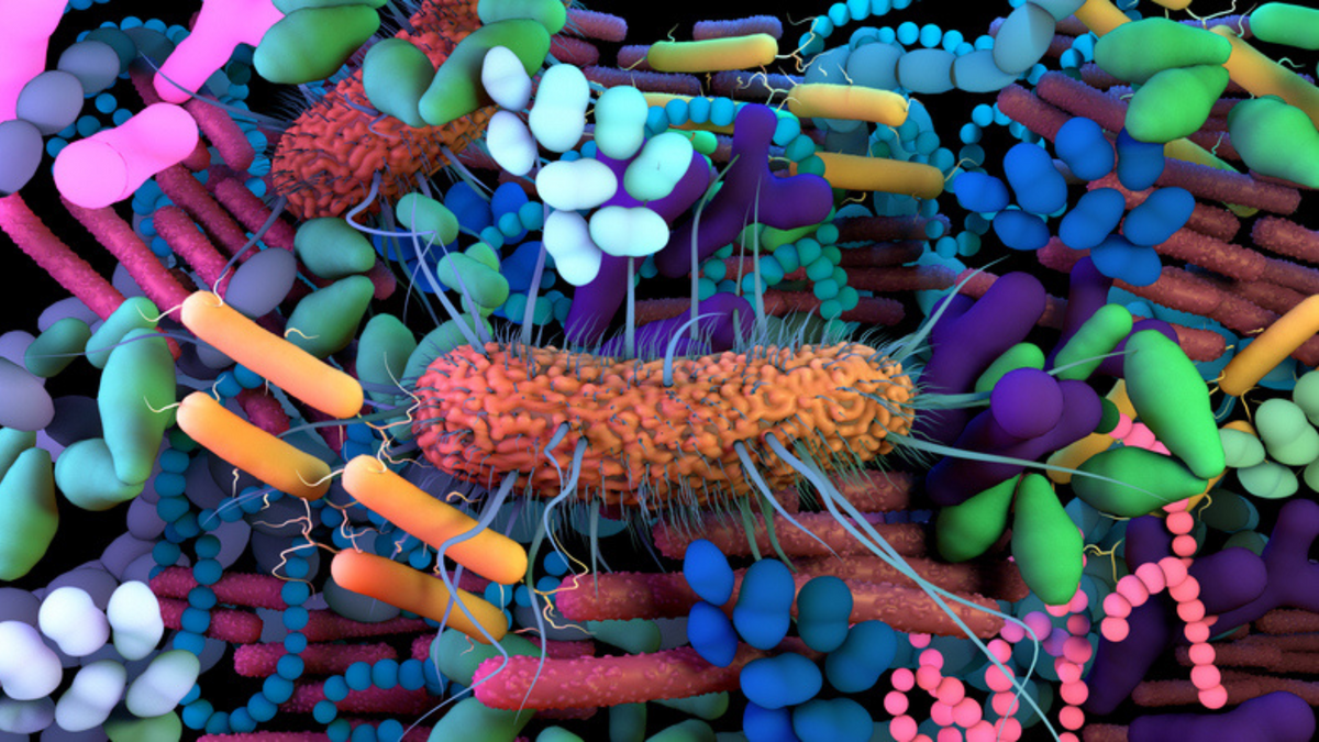 Exploring the Gut Microbiome: Its Impact on Ageing and Longevity - AgeMate